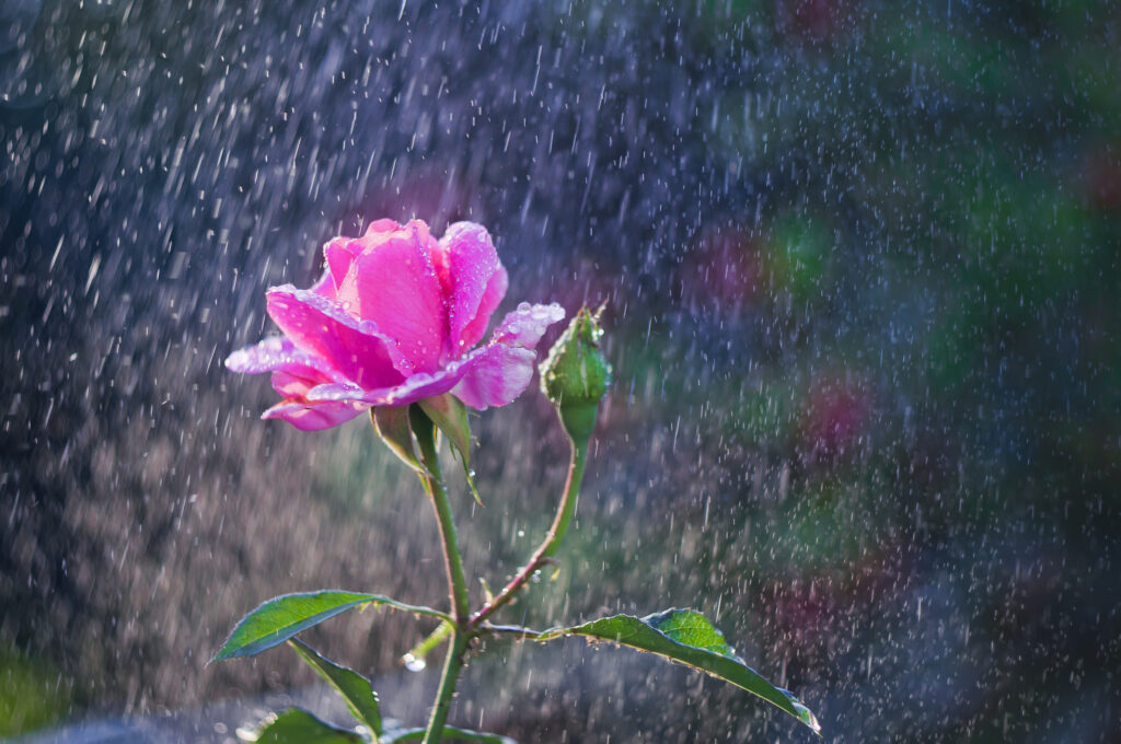 Maintaining a Healthy Garden During Wet Summer Days | Kilmurray's Hardware